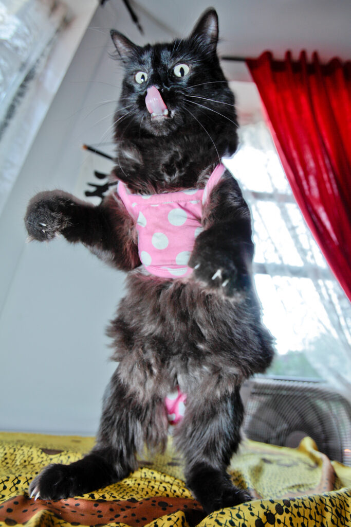 Optimistic Cat Buys Bikini Too Small